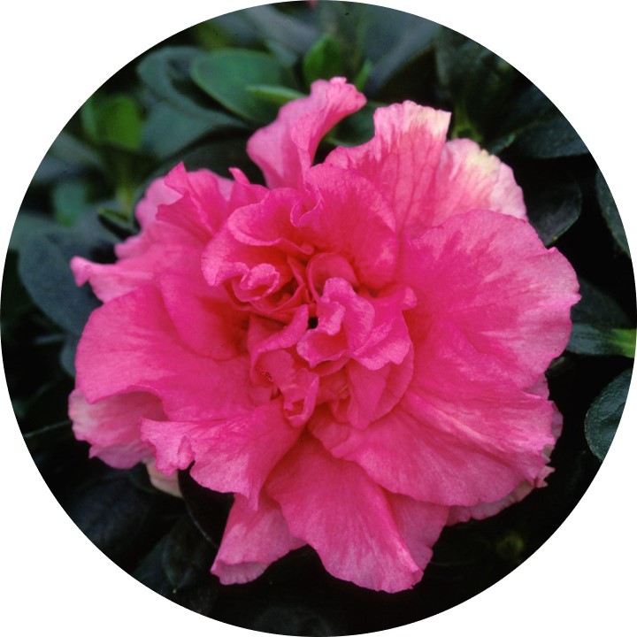 Inka - demeulemeester.gent