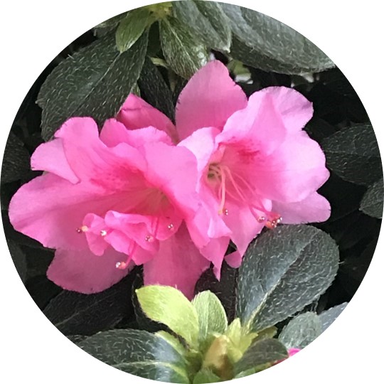 Isabel - demeulemeester.gent