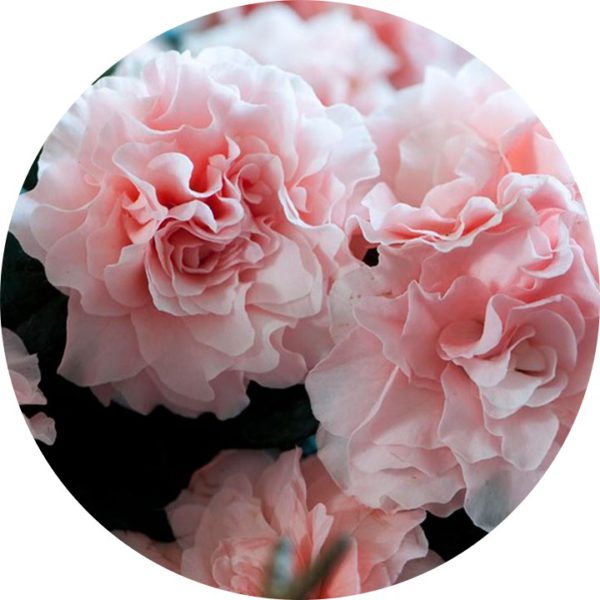 Azalea Indica - demeulemeester.gent